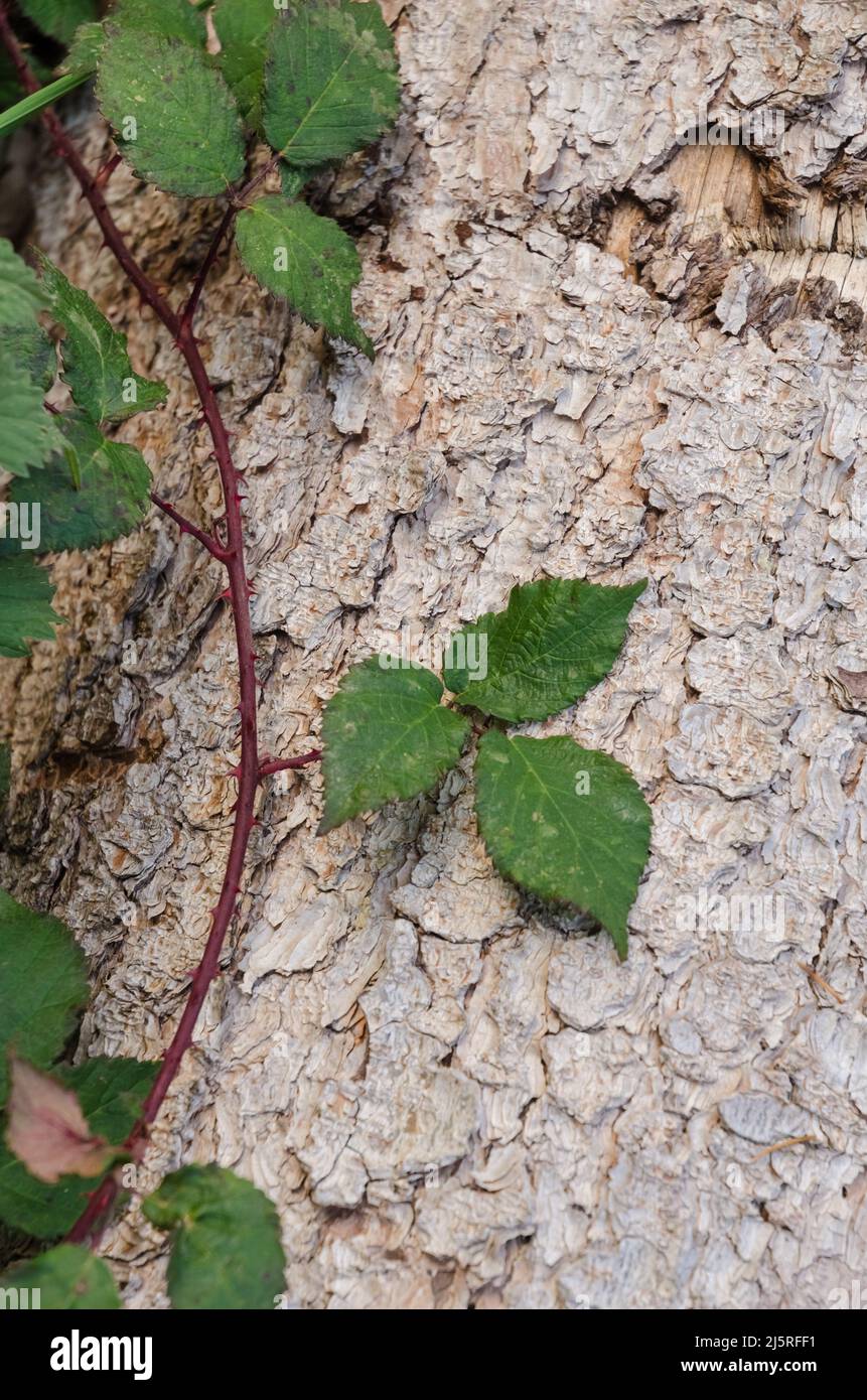Leaves of the Rubus idaeus, known as european raspberry plant with ...