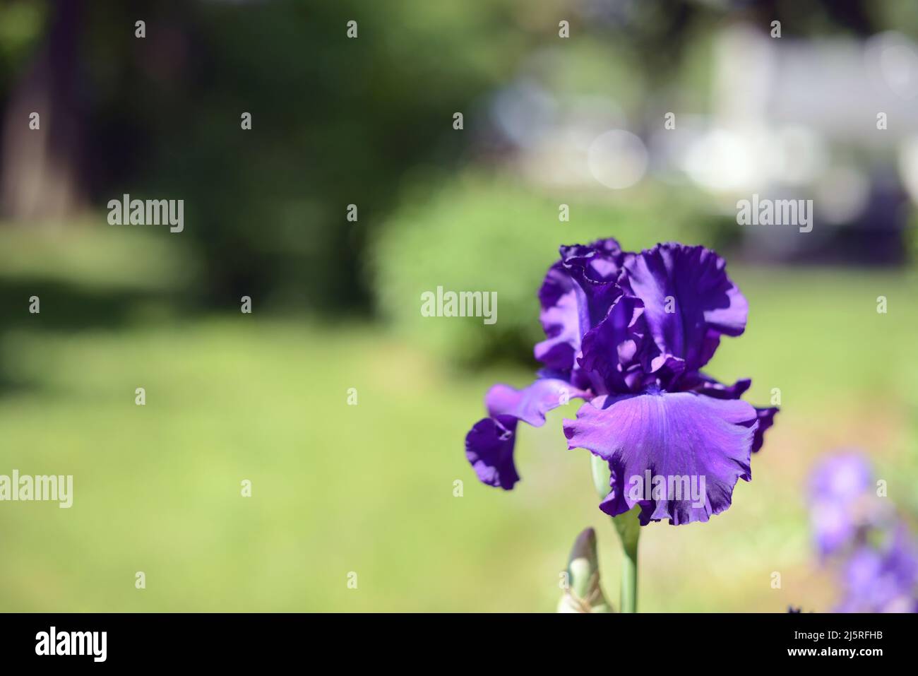 Purple heirloom Iris flower in a garden in summer; Michigan Iris Stock ...