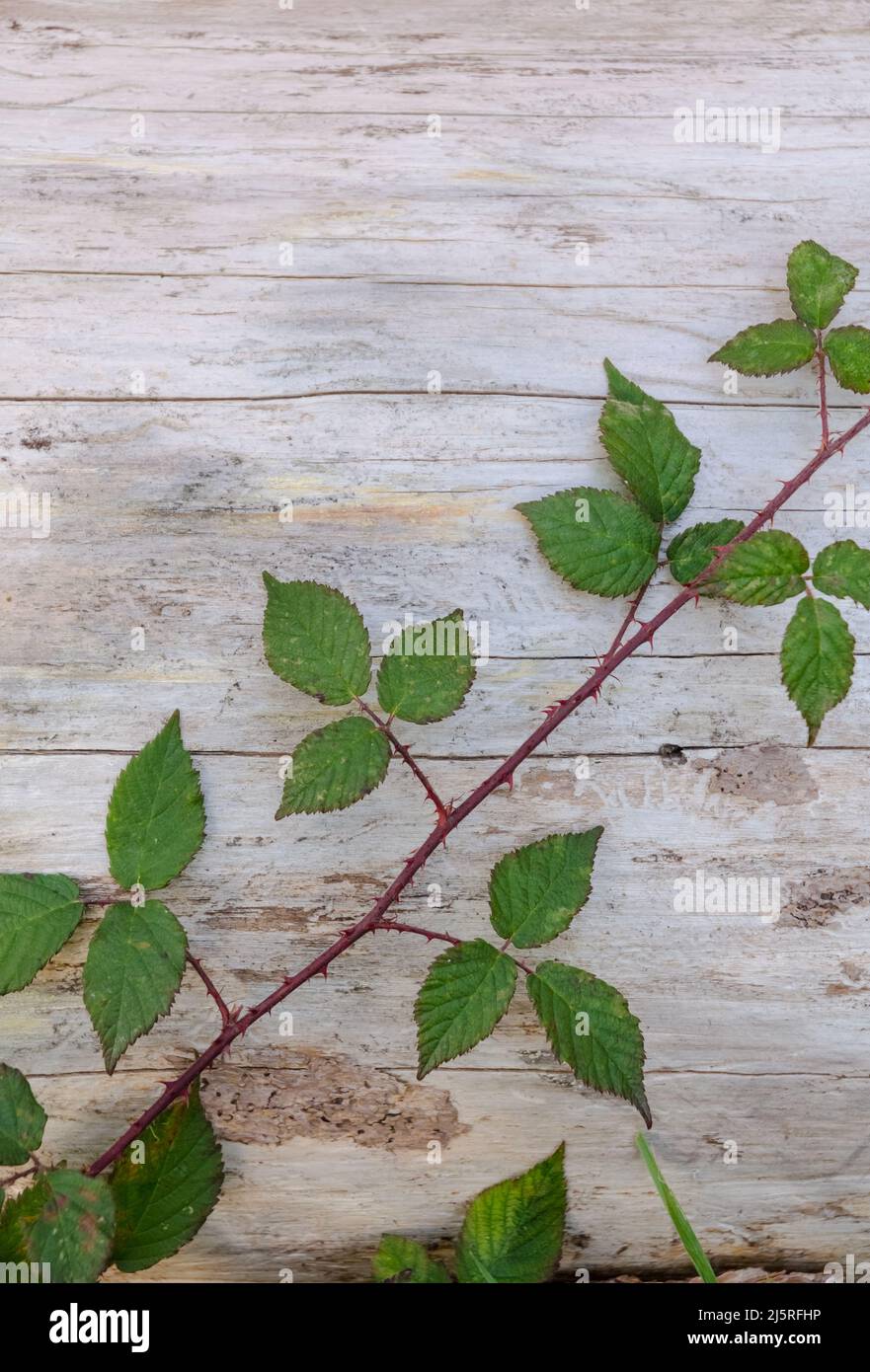 Leaves of the Rubus idaeus, known as european raspberry plant with ...