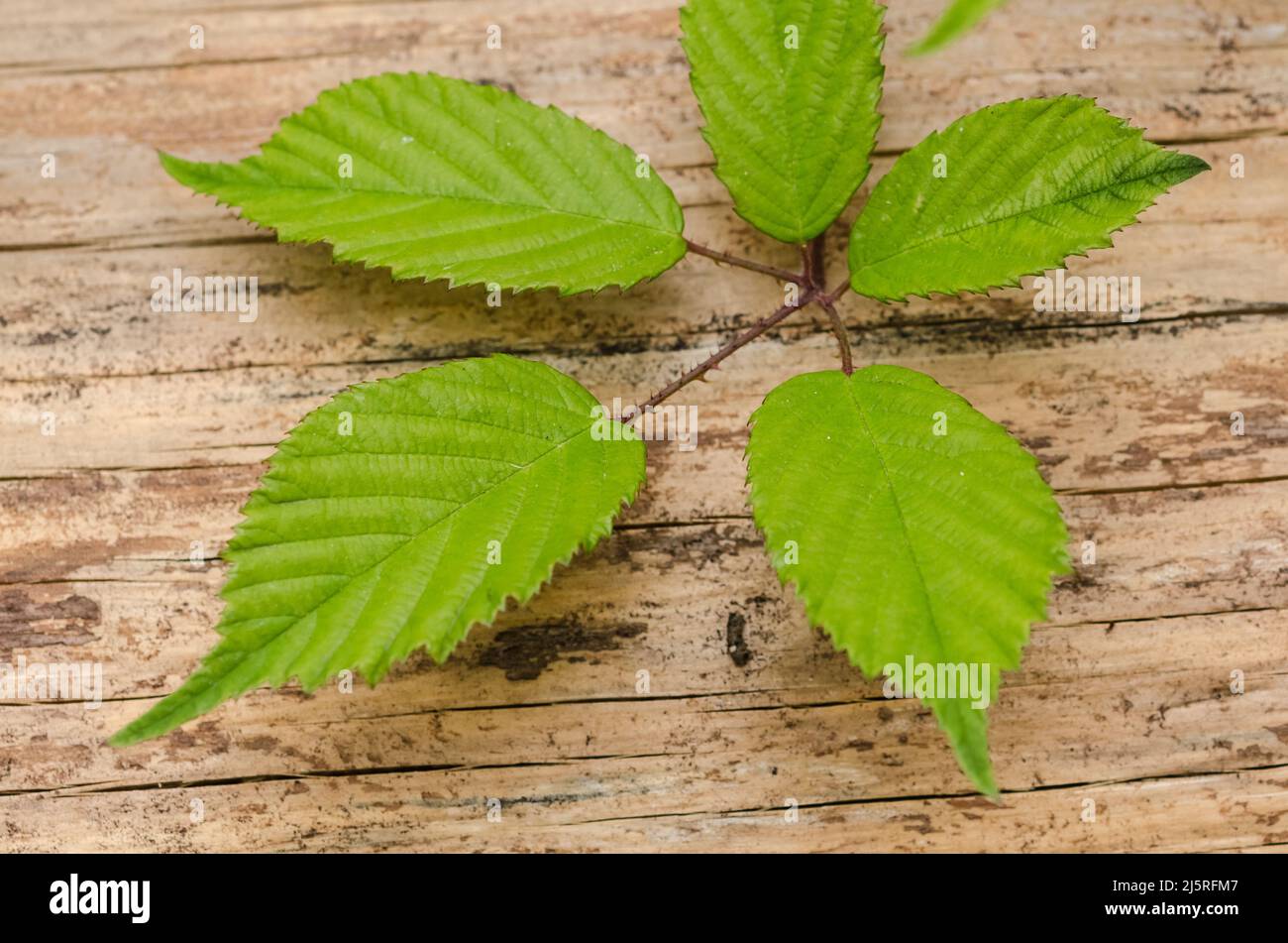 Leaves of the Rubus idaeus, known as european raspberry plant, on ...