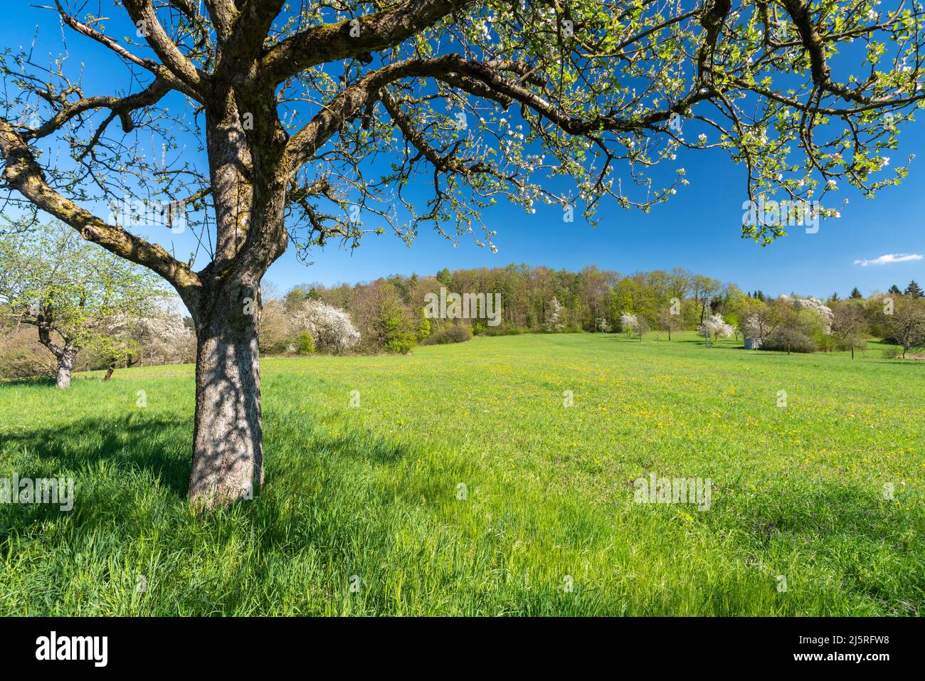 Apple tree and meadow in spring Stock Photo - Alamy