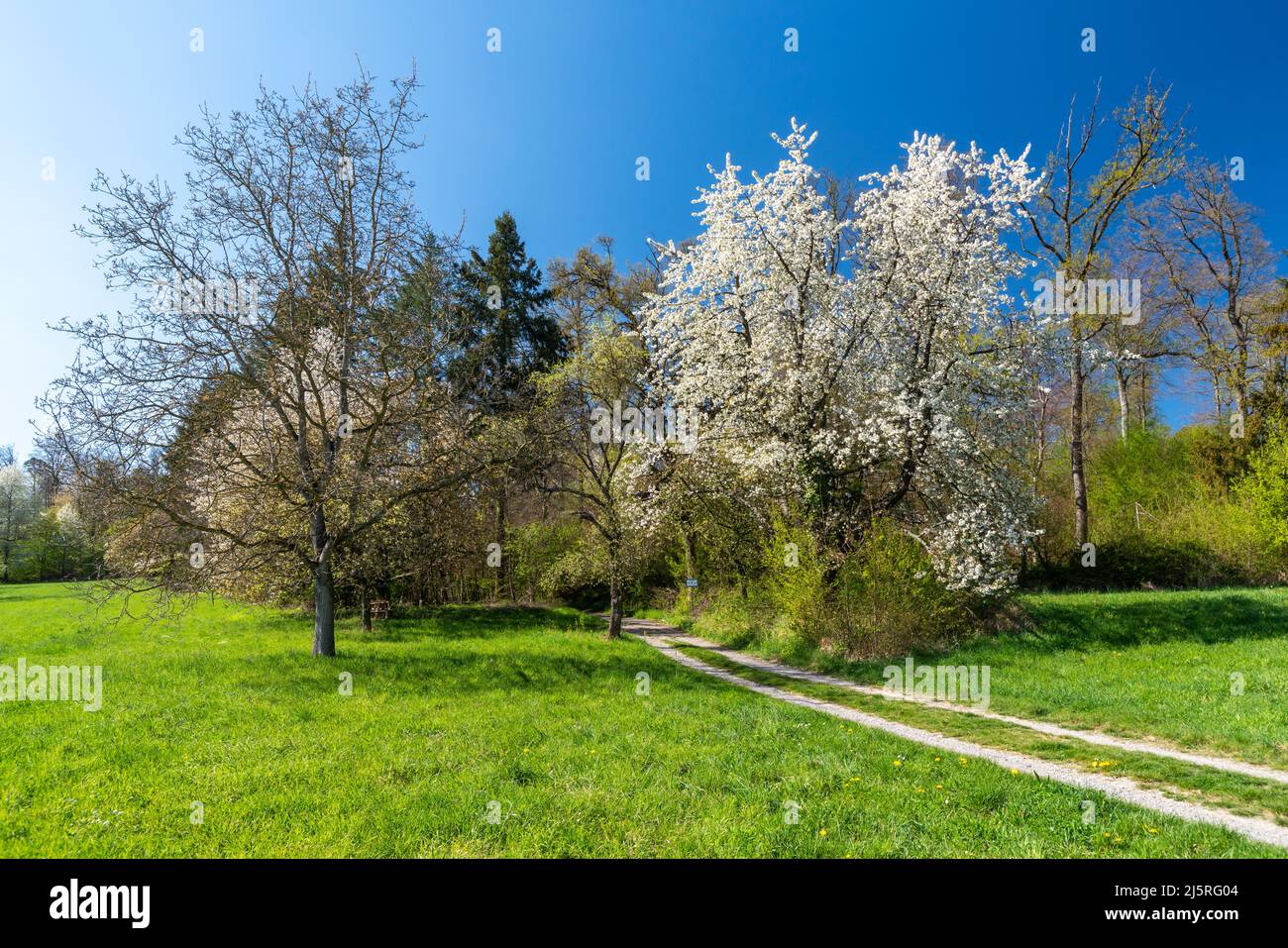 Blossom germany springtime hi-res stock photography and images - Alamy