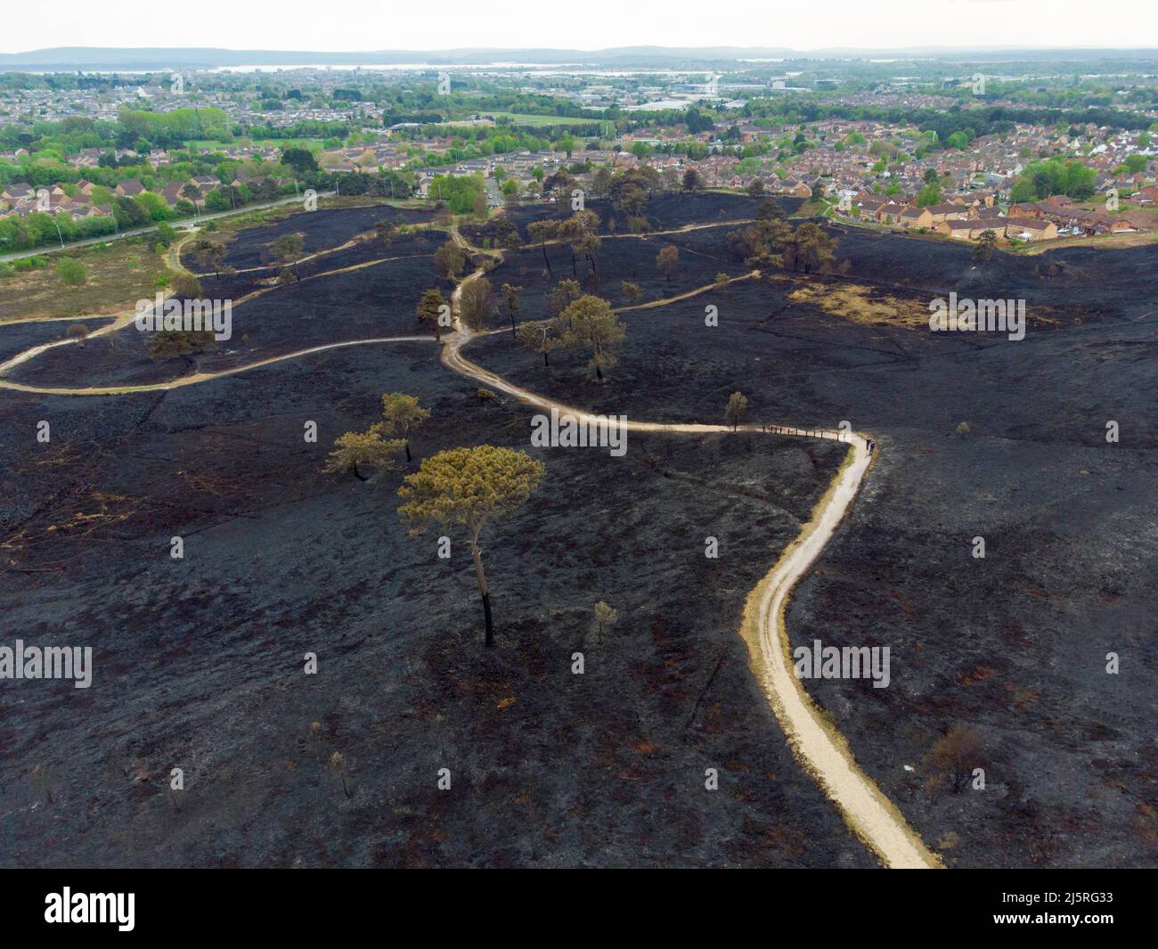 Britain largest species of snake hi-res stock photography and images ...