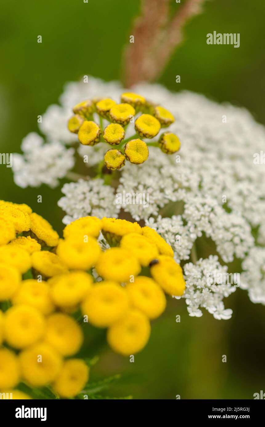 Tanacetum vulgare, macro photograph of common yellow tansy flowers with ...