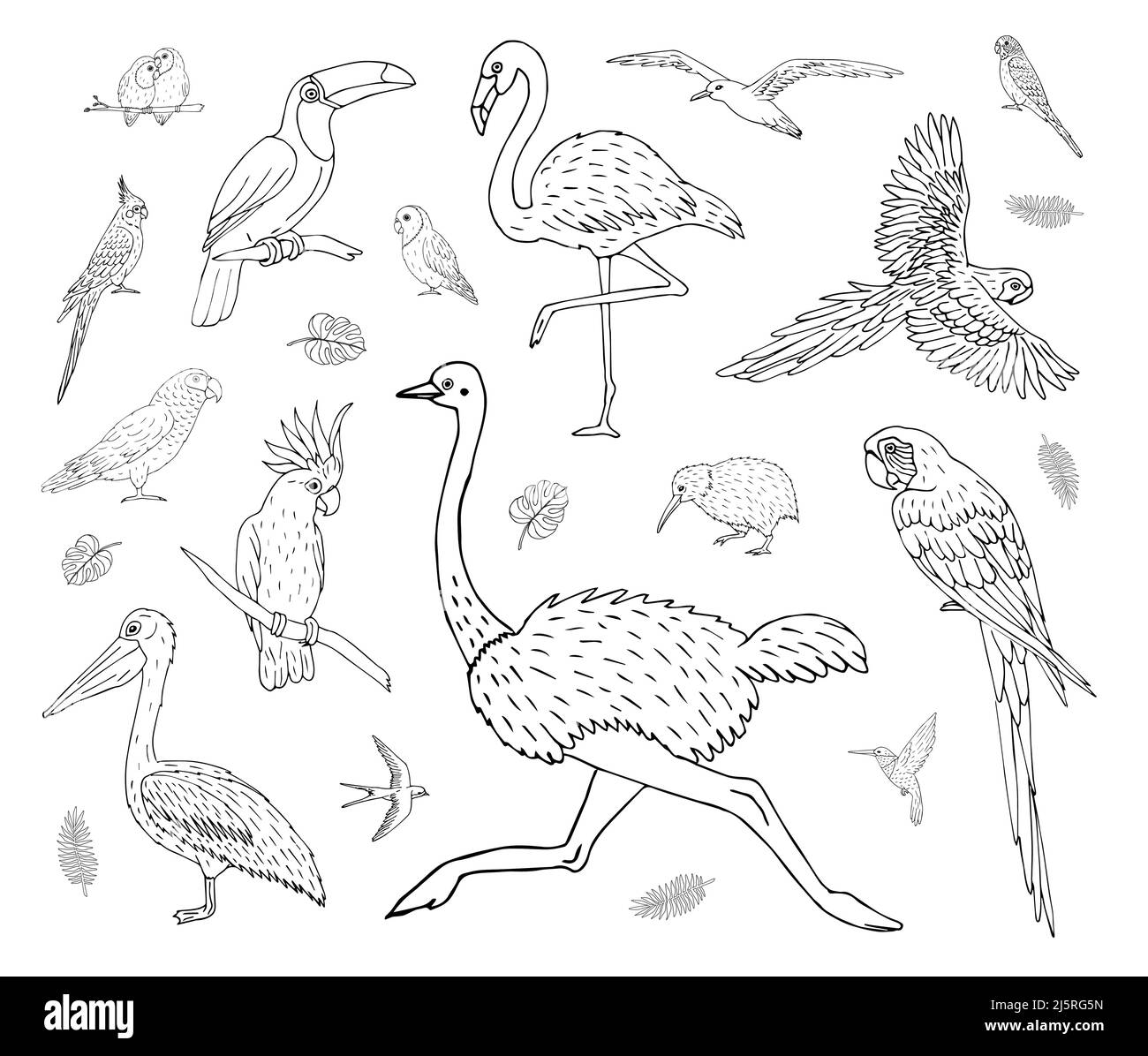 Vector set bundle of hand drawn doodle sketch tropical wild birds ...