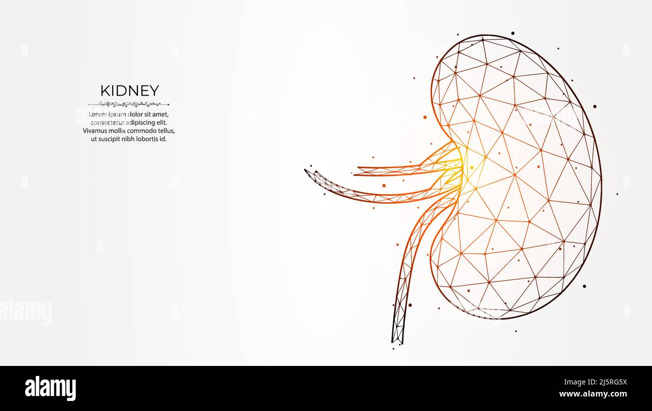 Abstract polygonal vector illustration of human kidneys on a light ...