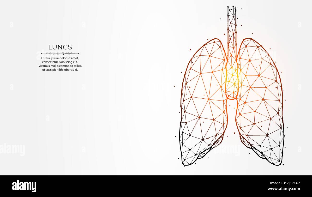Abstraction polygonal vector illustration of human lungs on a light ...