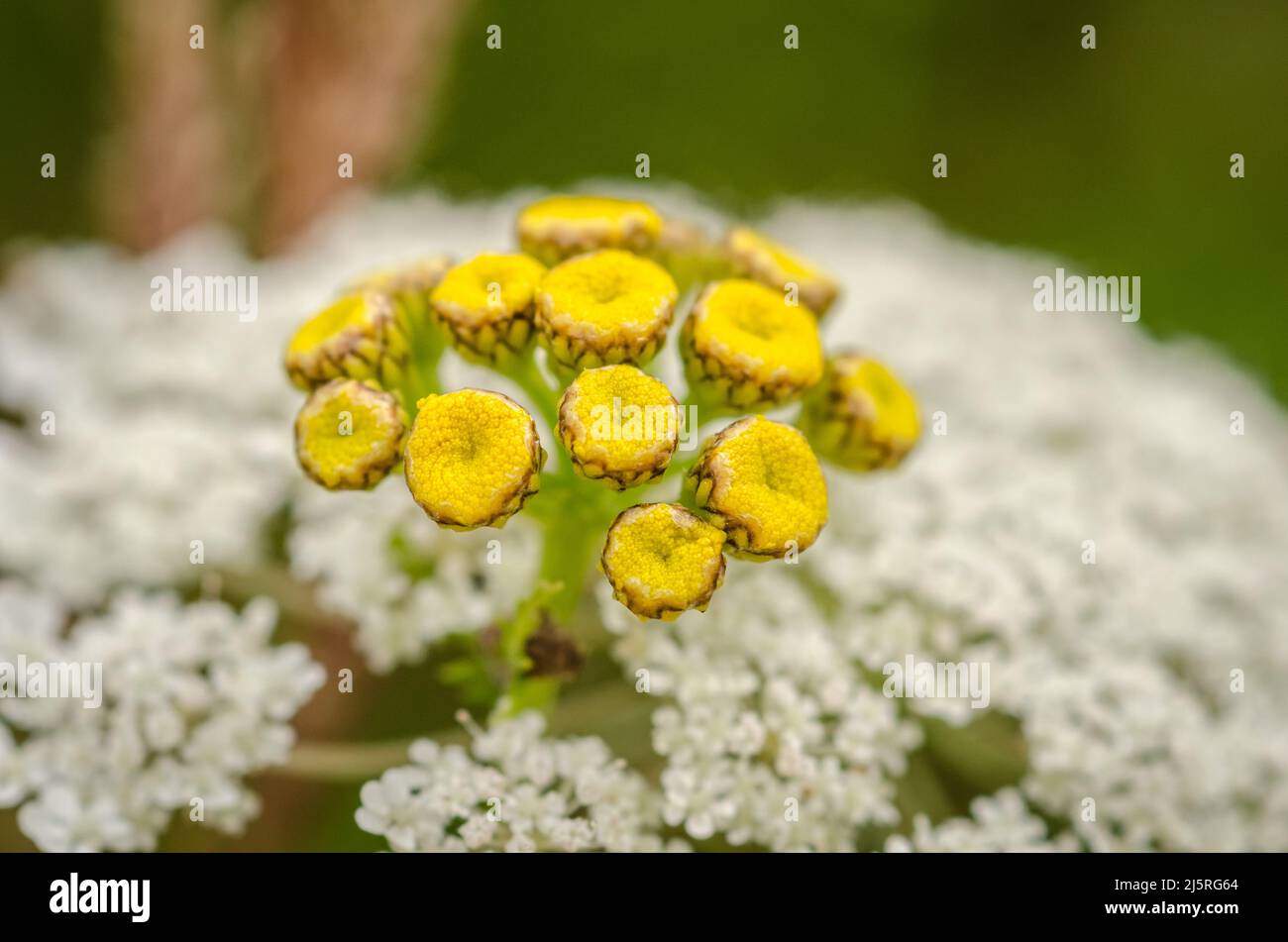 Tanacetum vulgare, macro photograph of common yellow tansy flowers with ...