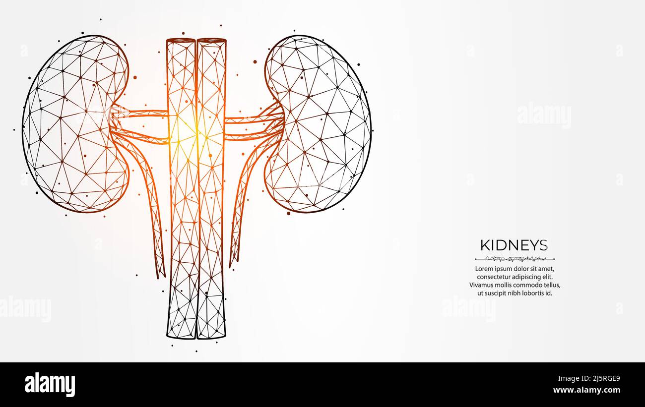 Abstract polygonal vector illustration of human kidneys on a light ...