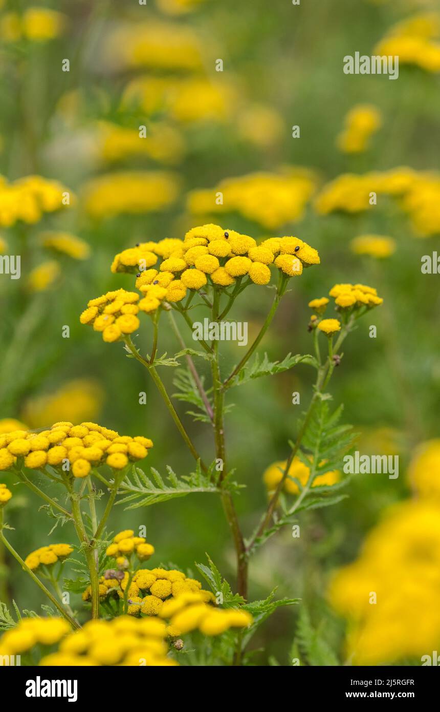 Tanacetum vulgare, macro photograph of common yellow tansy flowers with ...