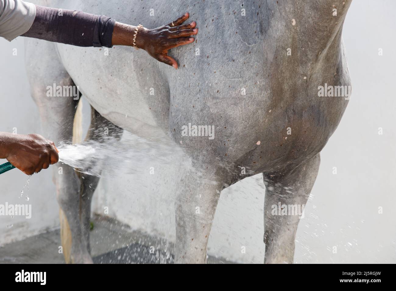 Stable horse bath hi-res stock photography and images - Alamy