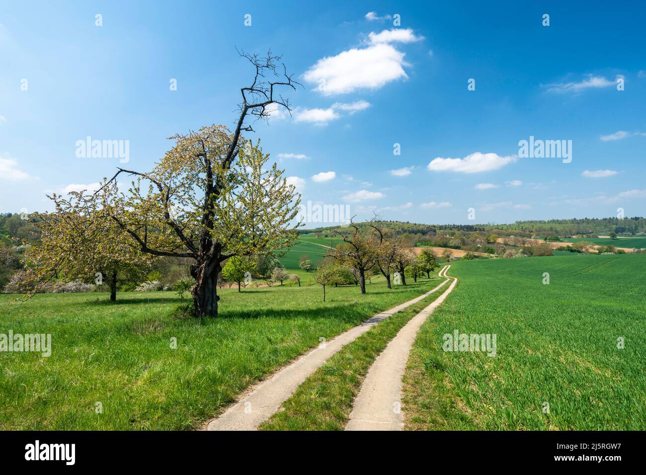 Orchard and field in spring in southwestern Germany Stock Photo - Alamy