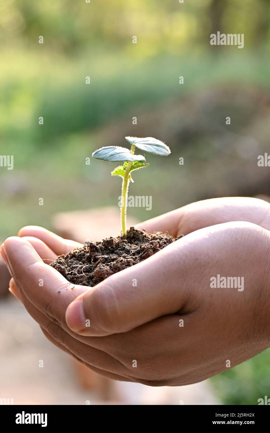 closeup the ripe green lady finger plant seedling and soil heap in hand ...