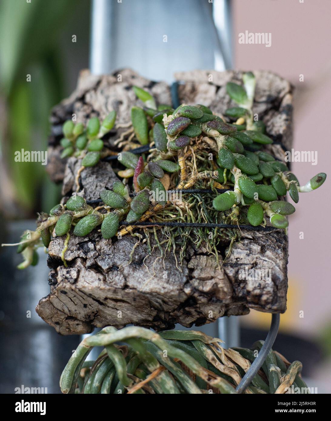 Reproduction and cultivation of rare dwarf orchids. A small orchid bush ...