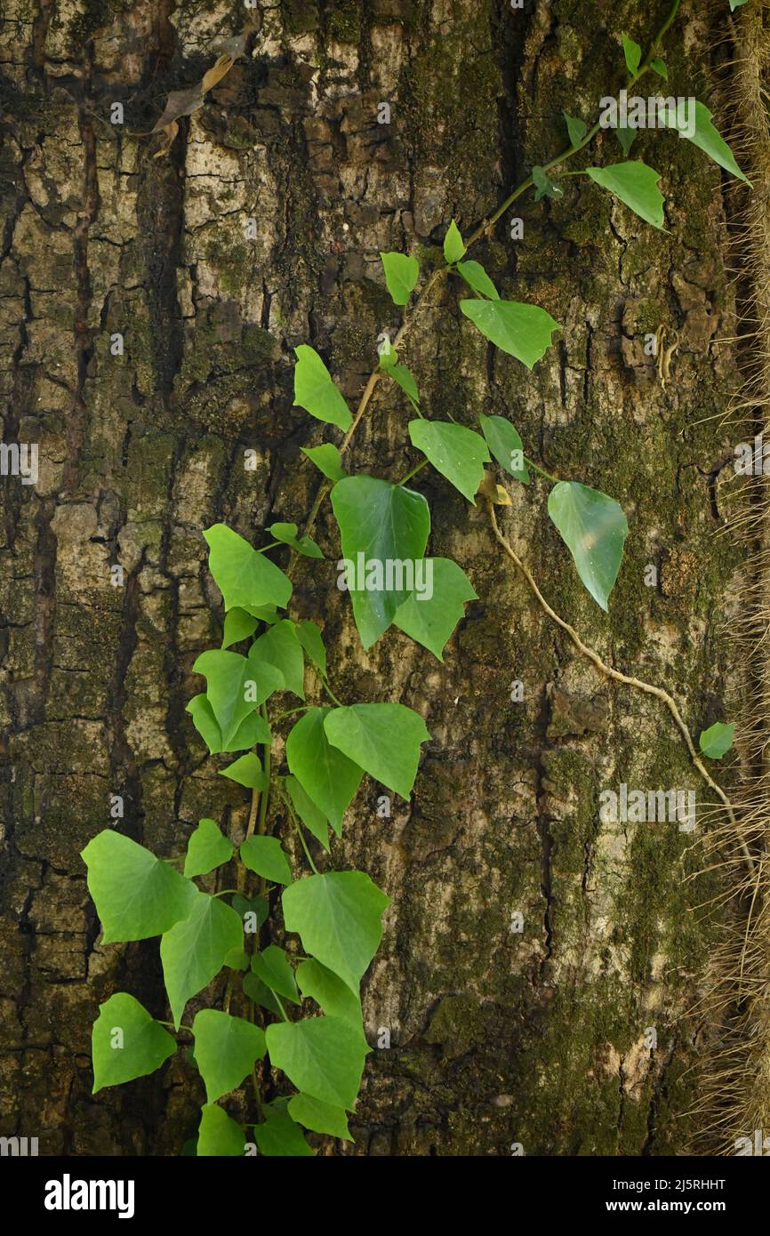 closeup the ripe green vine leaves with brown tree soft focus natural ...