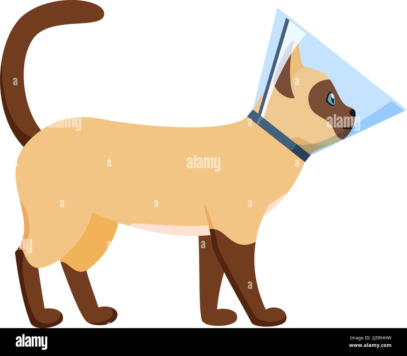 Cat in cone collar, siamese cat wrapped in Elizabethan collar ...