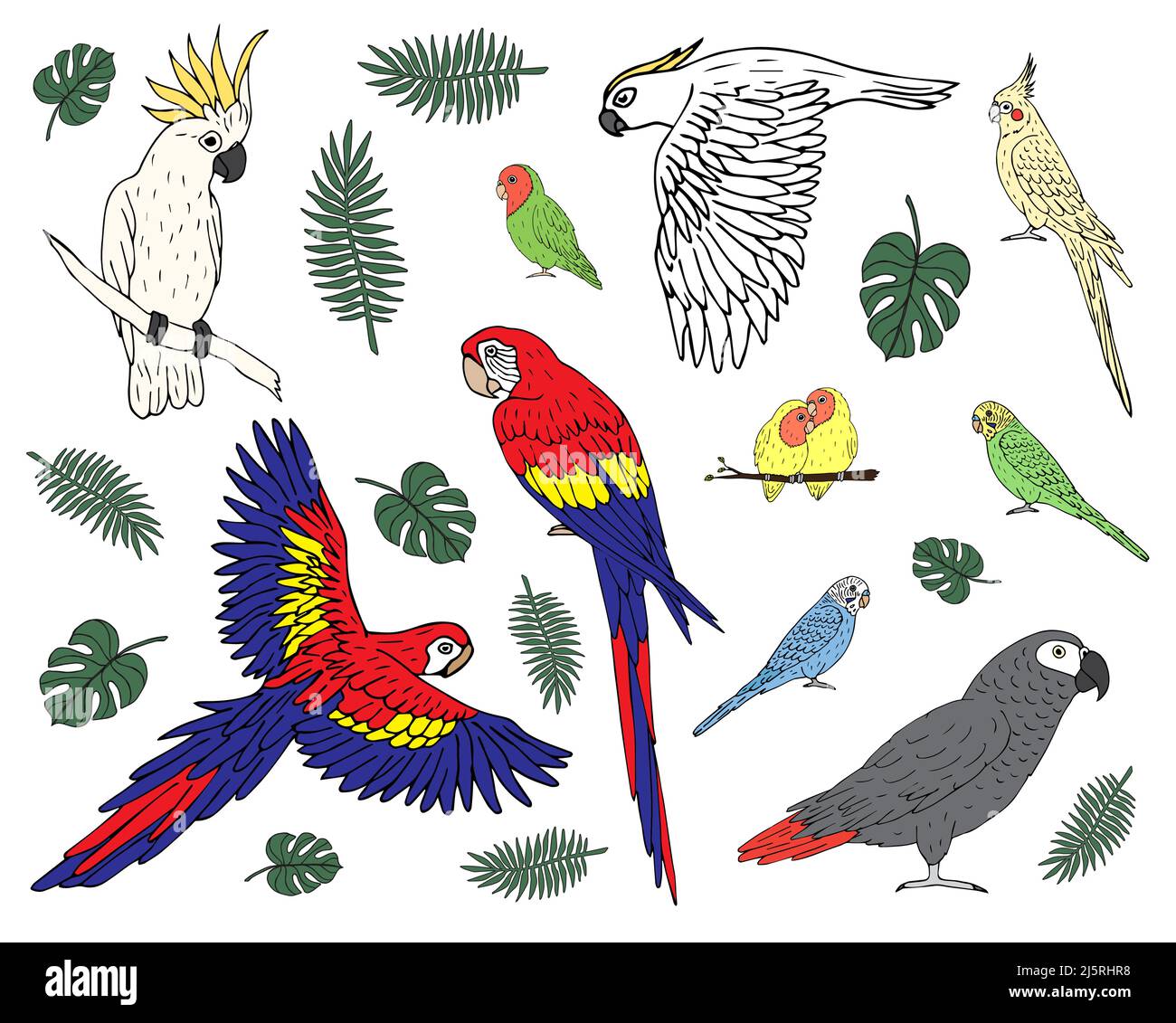 Vector set bundle of hand drawn doodle sketch colored different parrots ...