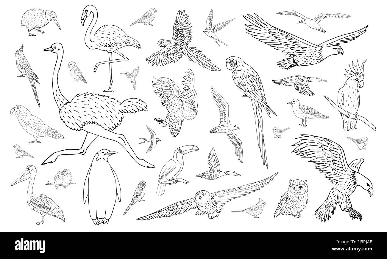 Vector set bundle of different hand drawn doodle sketch wild birds ...