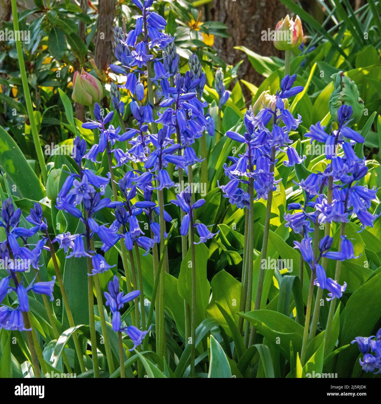 Spanish bluebells ( Hyacinthoides hispanica Stock Photo - Alamy