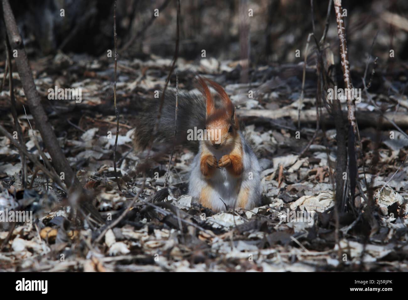 animals in the wild - cute squirrel eating in grass in autumn park ...