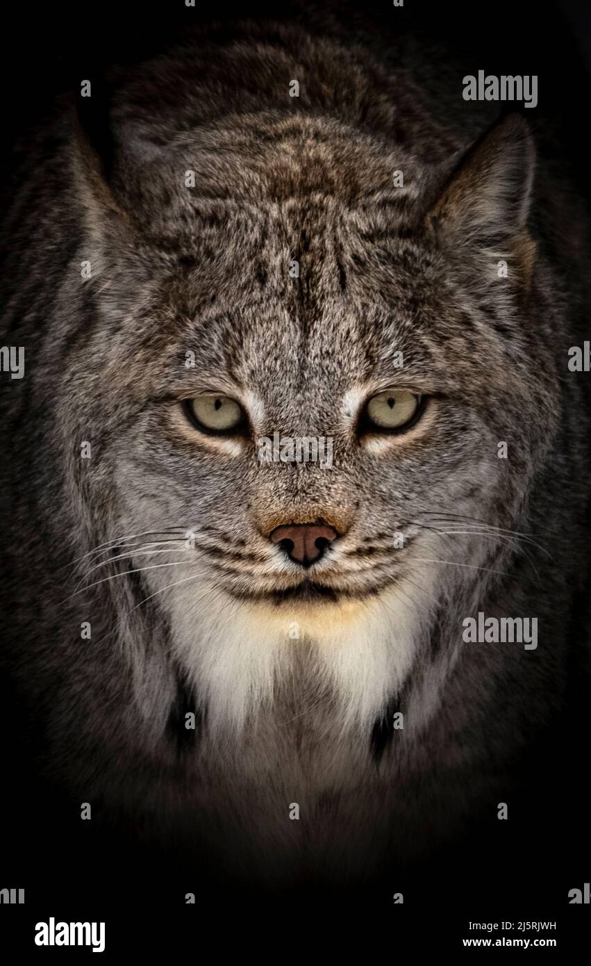 Close up beauty portrait hi-res stock photography and images - Alamy