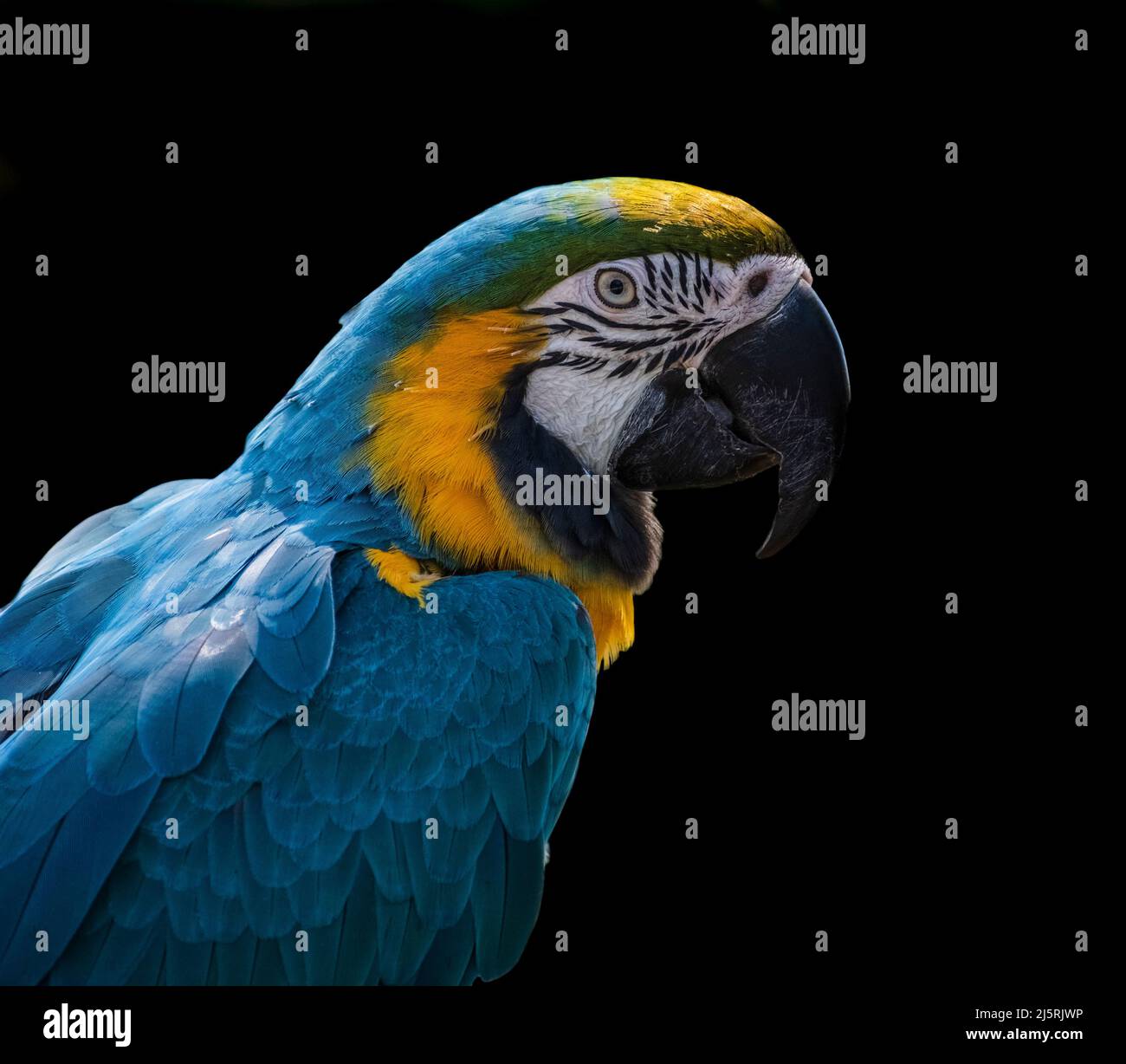 Parrot with a black background Stock Photo - Alamy
