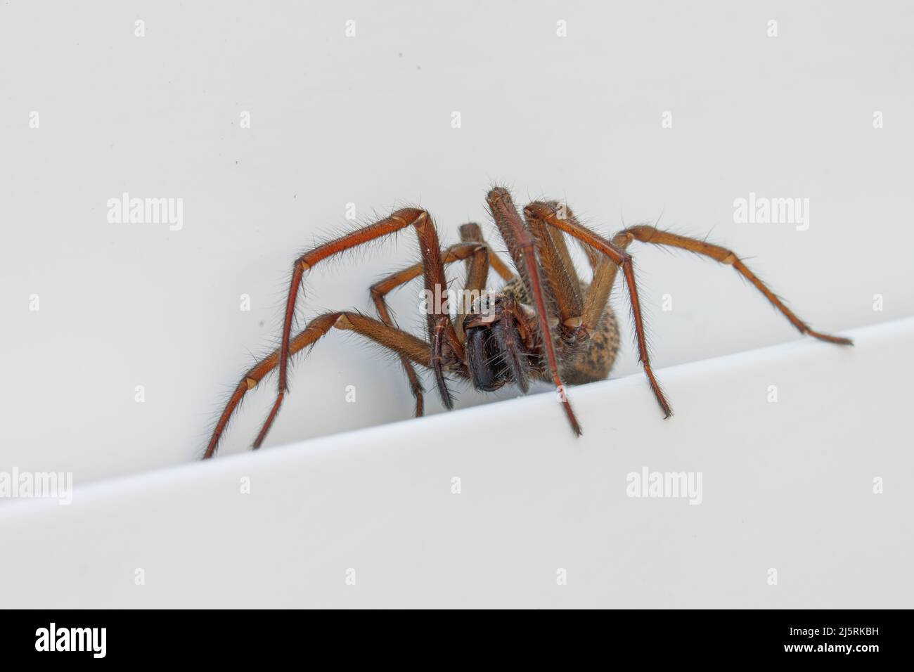 a close up of a house angle spider Stock Photo - Alamy