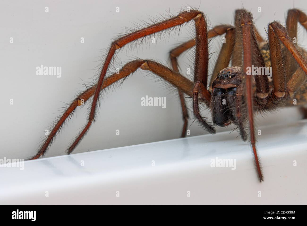 a close up of a house angle spider Stock Photo - Alamy