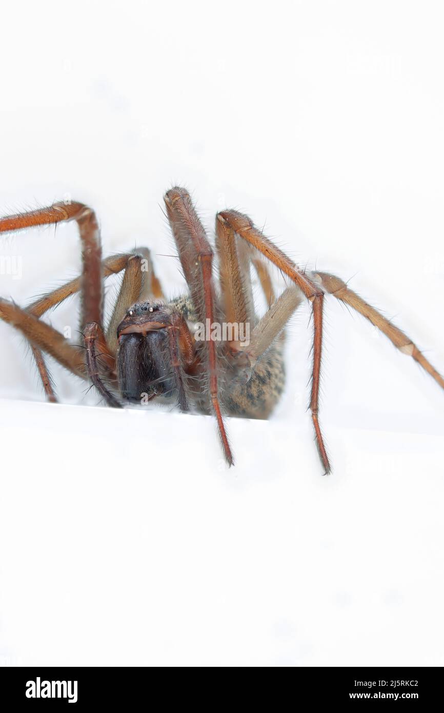 a close up of a house angle spider Stock Photo - Alamy