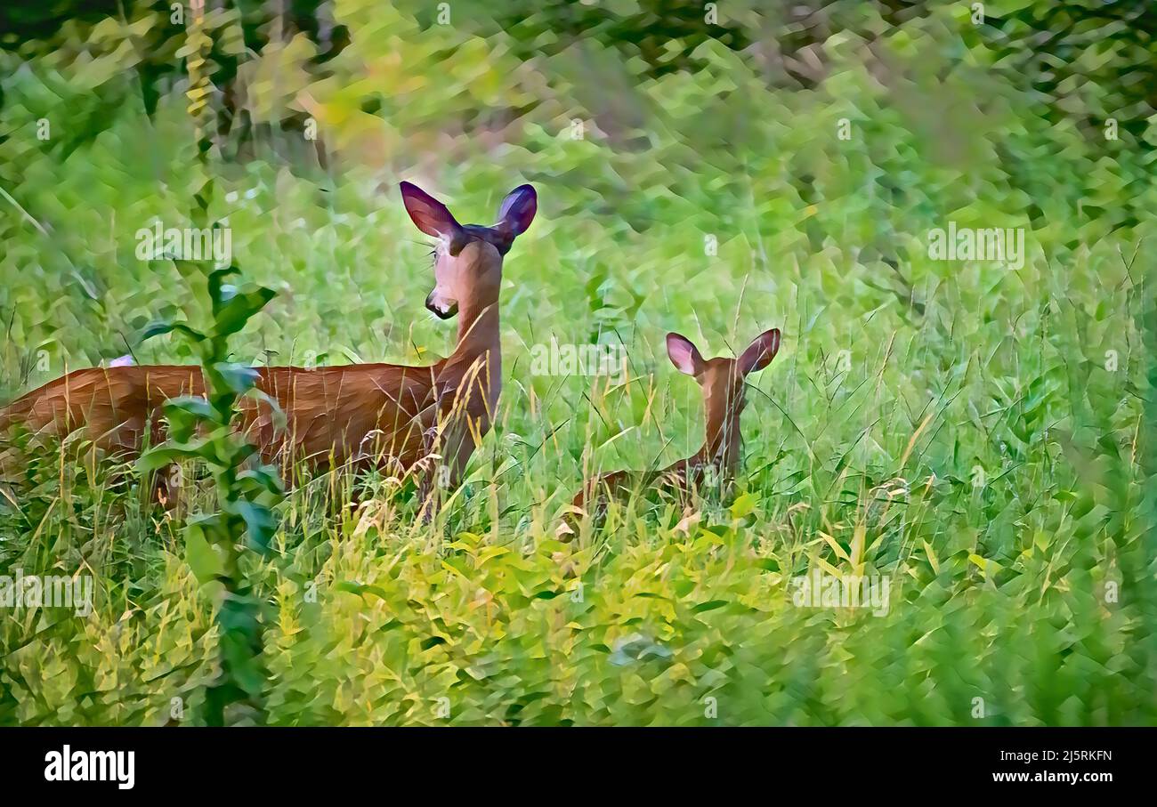 doe and fawn art Stock Photo - Alamy