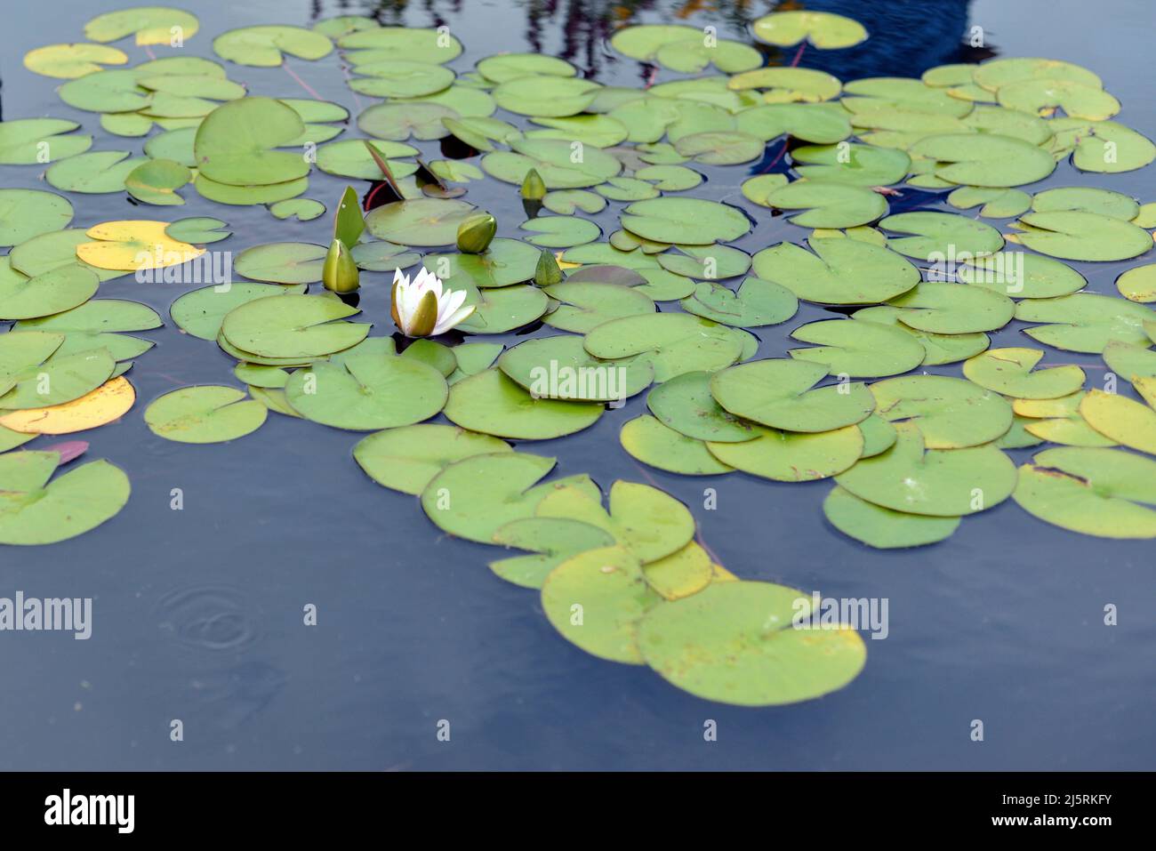 Lily pads in freshwater hi-res stock photography and images - Alamy