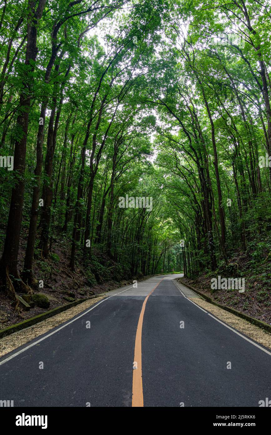Bilar man-made forest, Bohol, Philippines - 13.11.2019 Stock Photo - Alamy