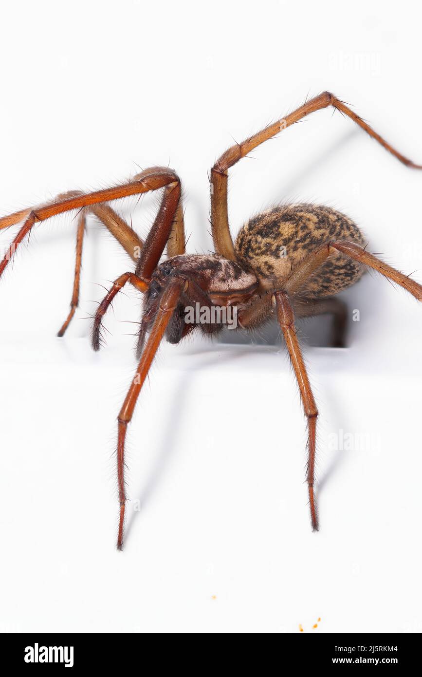 a close up of a house angle spider Stock Photo - Alamy