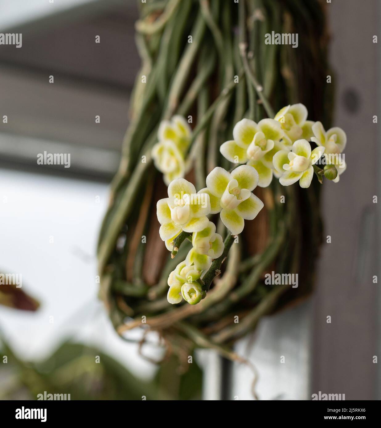 Orchid Chiloschista viridiflava Alba. Mini orchid white yellow green ...