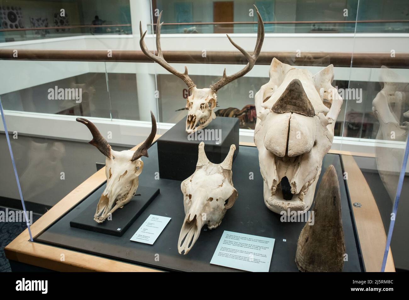 Animal skulls on display in the Natural History Museum, Balboa Park ...