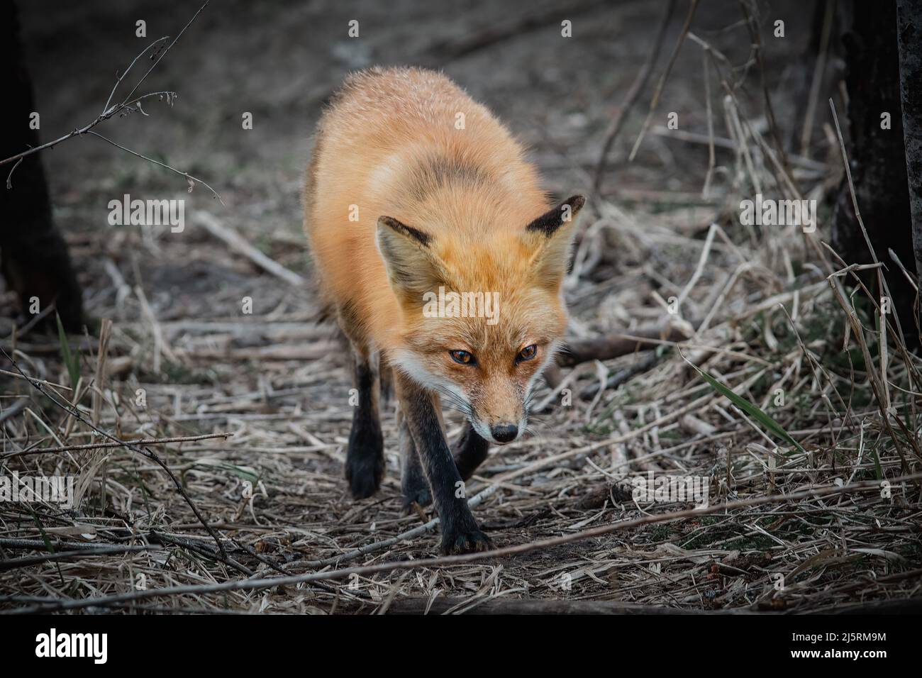 Red Fox on the hunt Stock Photo - Alamy