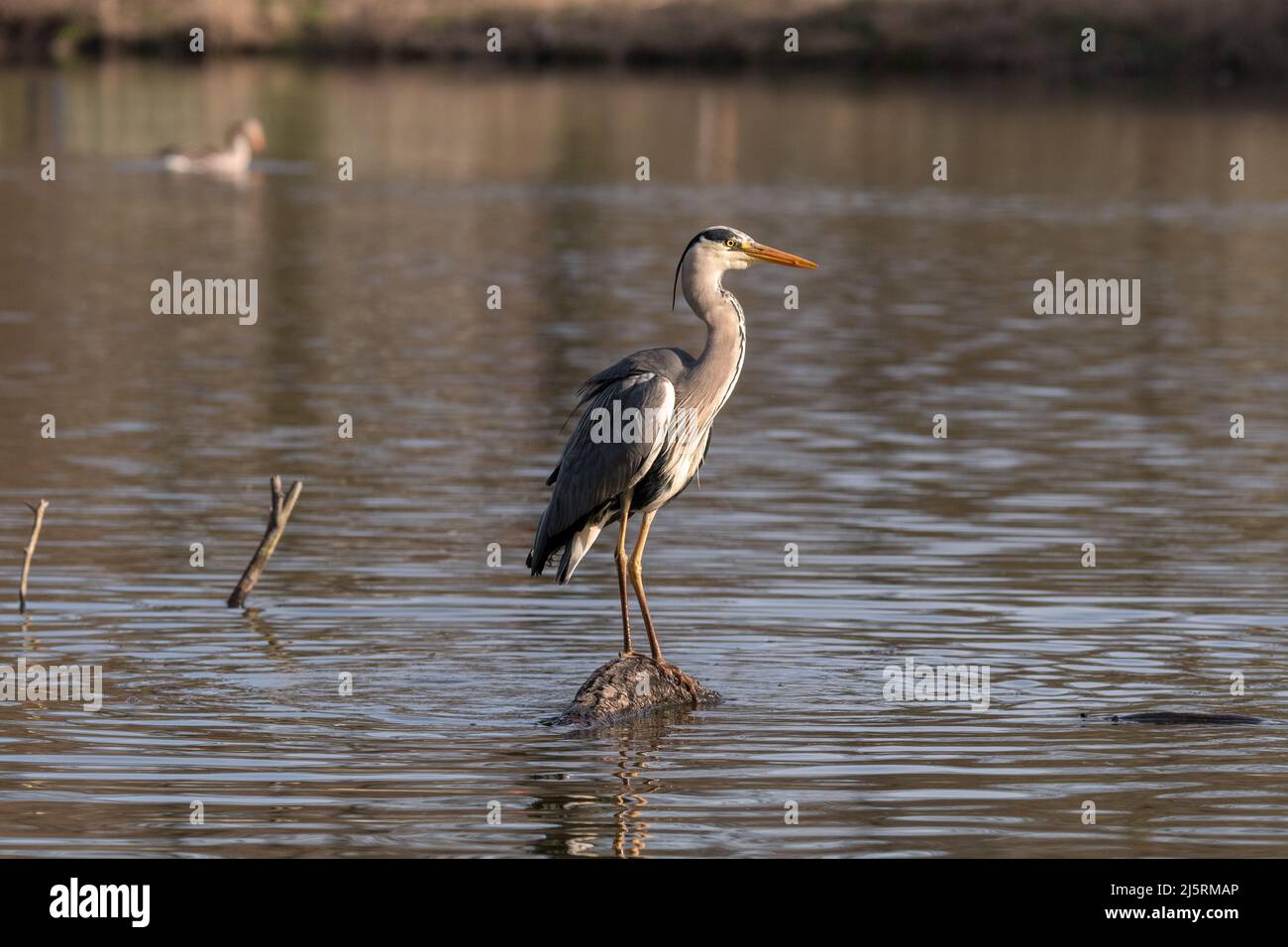 Der Fischreiher bzw. Graureiher ,er lebt meist als Einzelgänger Stock ...
