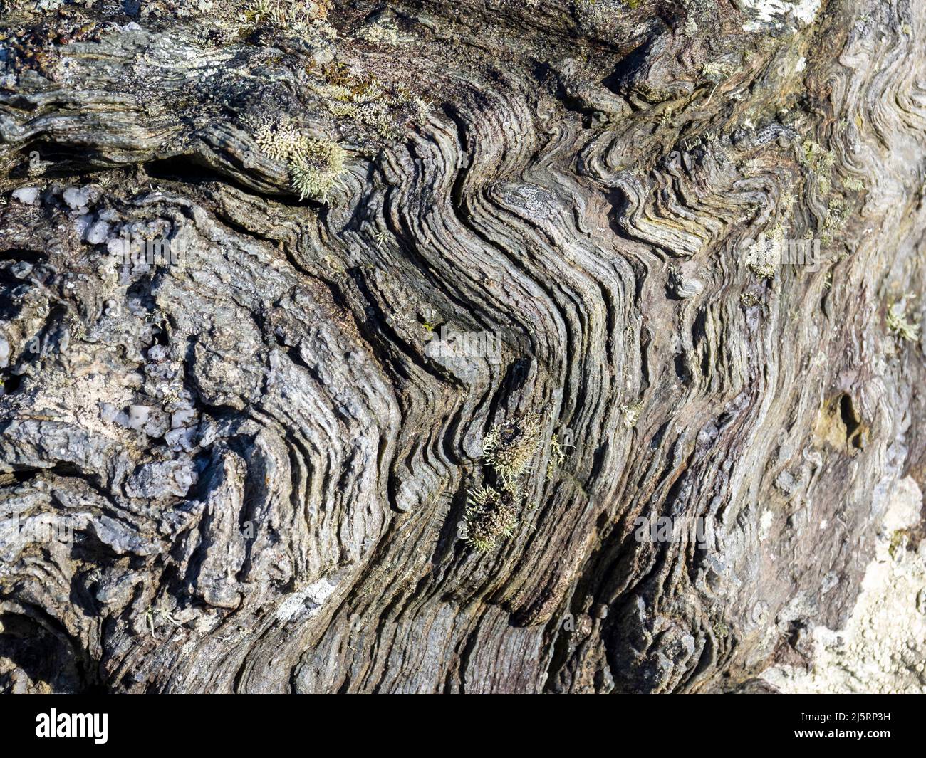 Folded metamorphic rocks on Holy Island, Anglesey, Wales, UK Stock ...