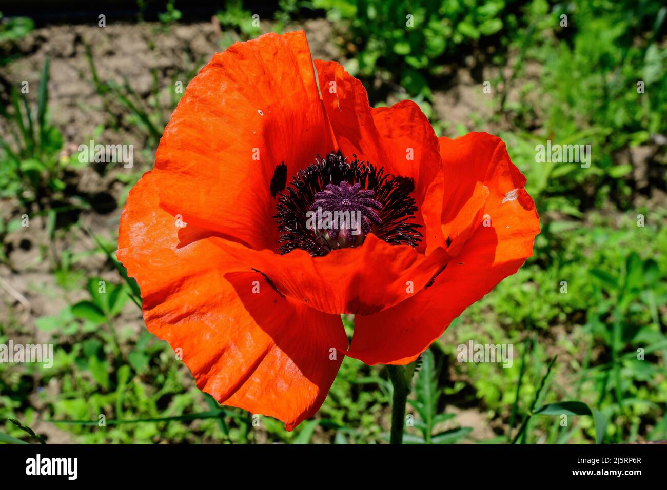 Close up of one red poppy flower in a British cottage style garden in a ...