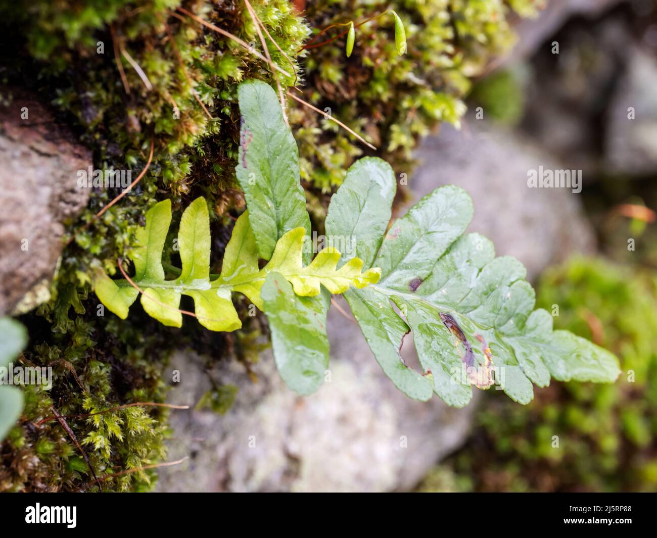 Common Polypody, Polypodium vulgare, in Ambleside, Lake District, UK ...