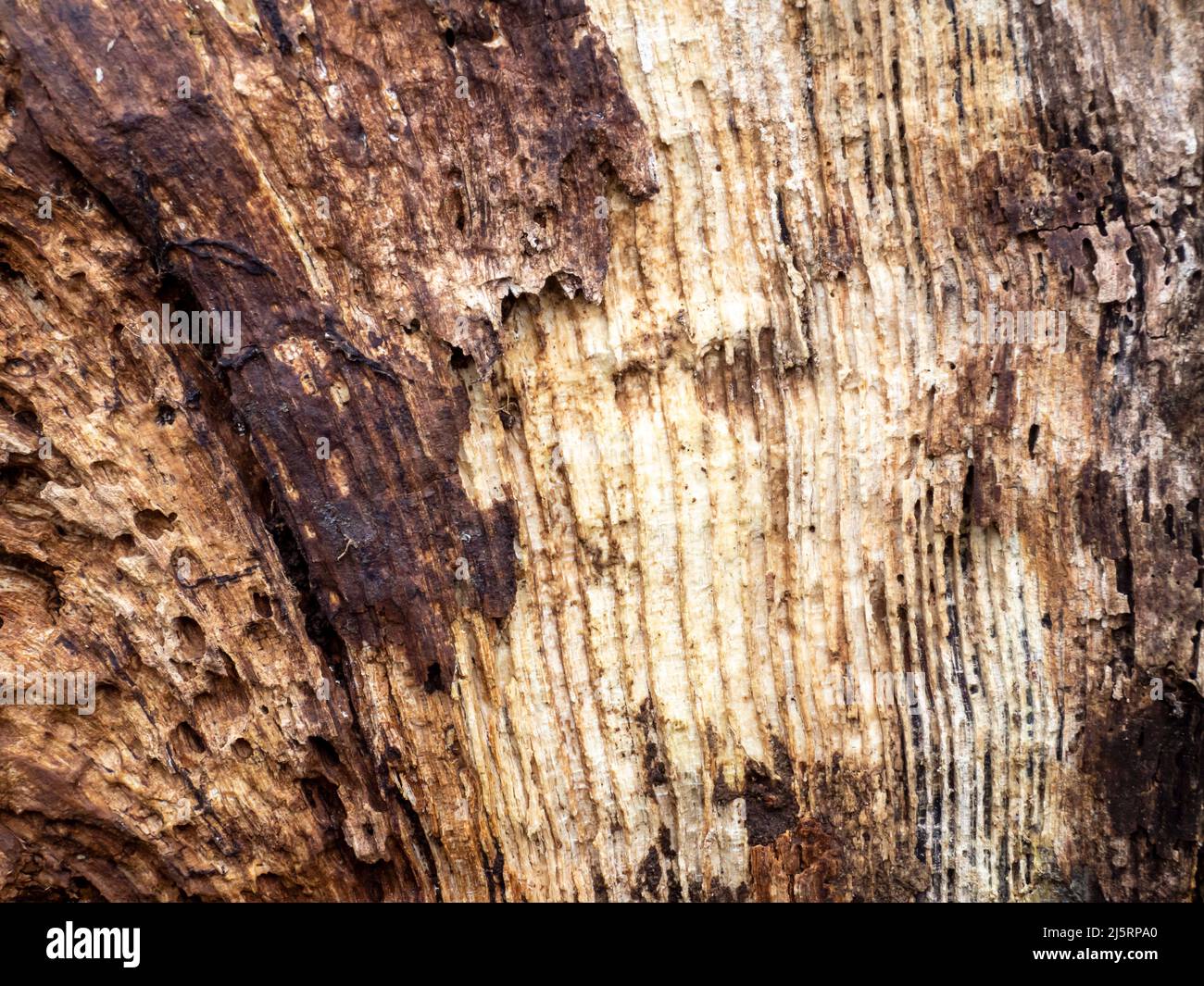 A decaying tree branch showing the growth rings, Ambleside, Lake ...