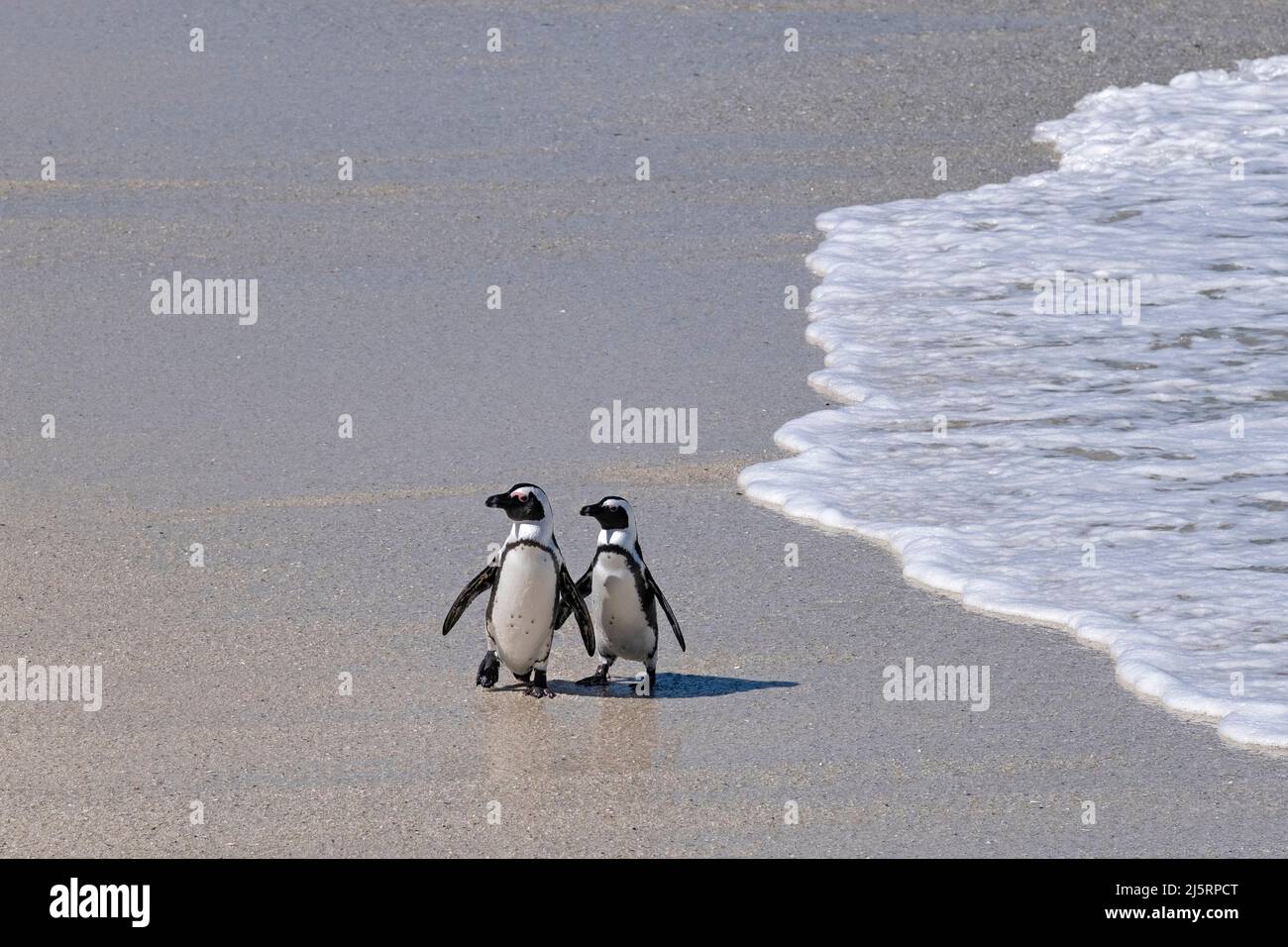Two Cape penguins / South African penguin (Spheniscus demersus) at ...