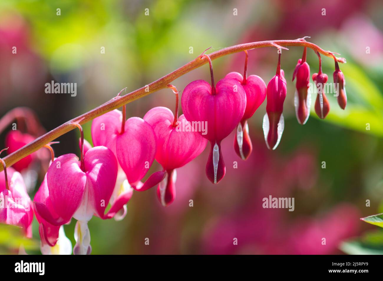Pink Hearts And Flowers