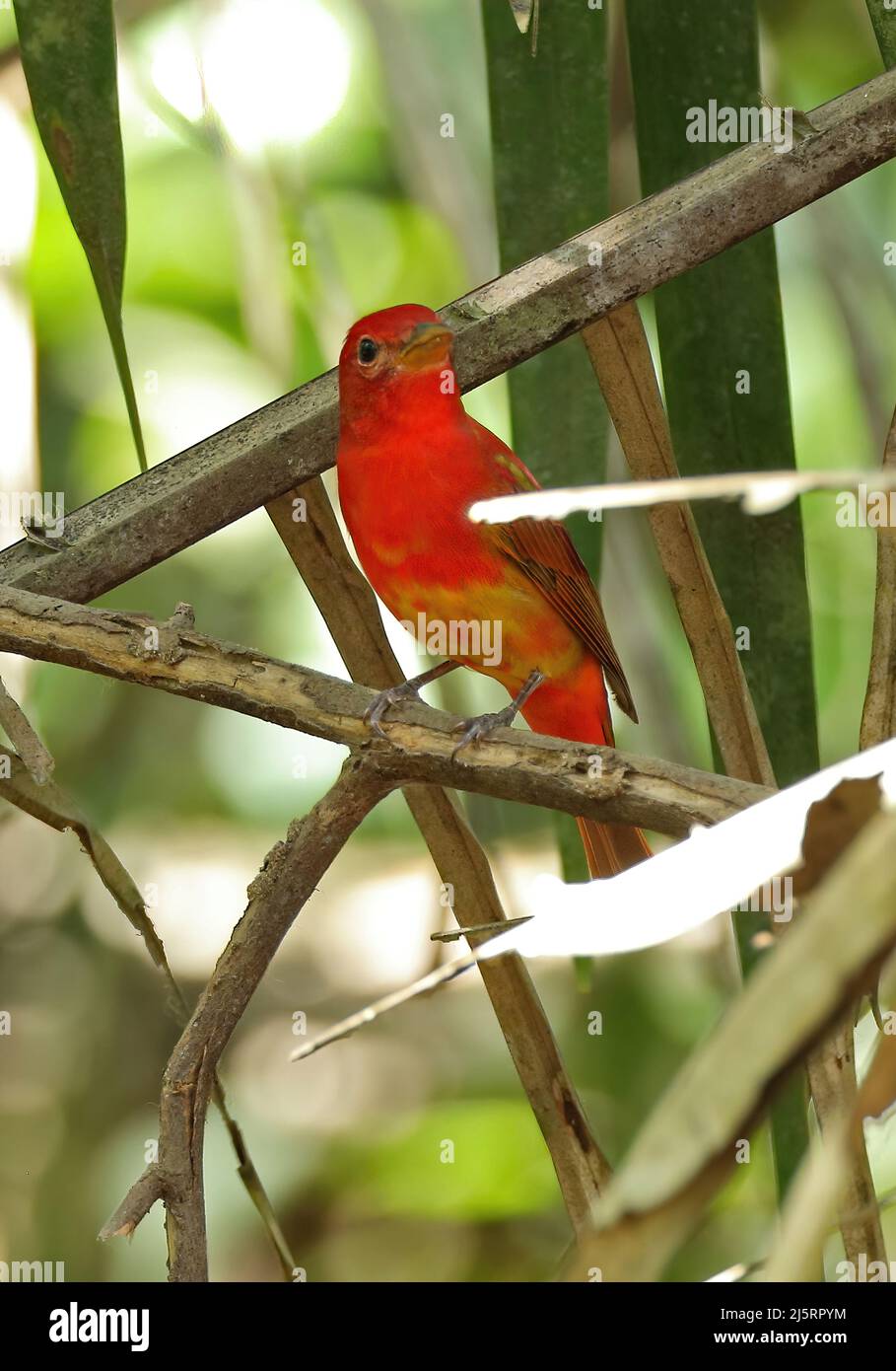 Summer Tanager (Piranga rubra) first winter male perched on dead twig ...