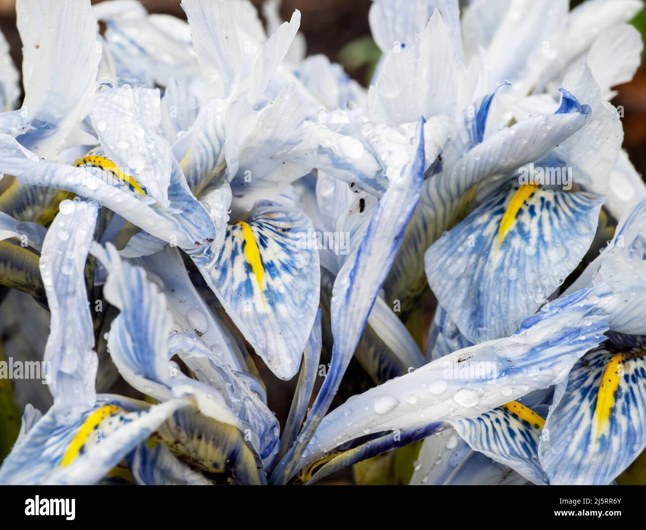 Windermere iris hi-res stock photography and images - Alamy