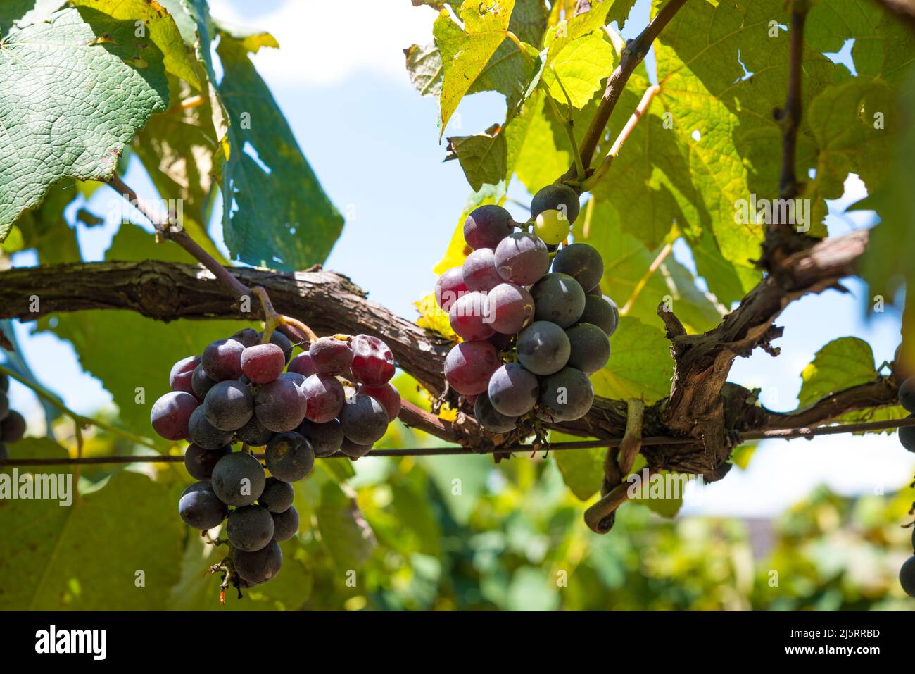 grape bunches in vineyard ready to be harvested Stock Photo - Alamy