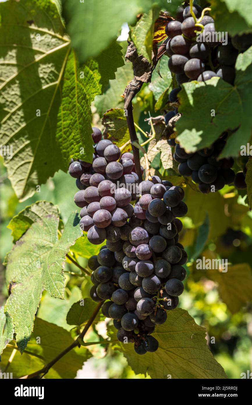 grape bunches in vineyard ready to be harvested Stock Photo - Alamy