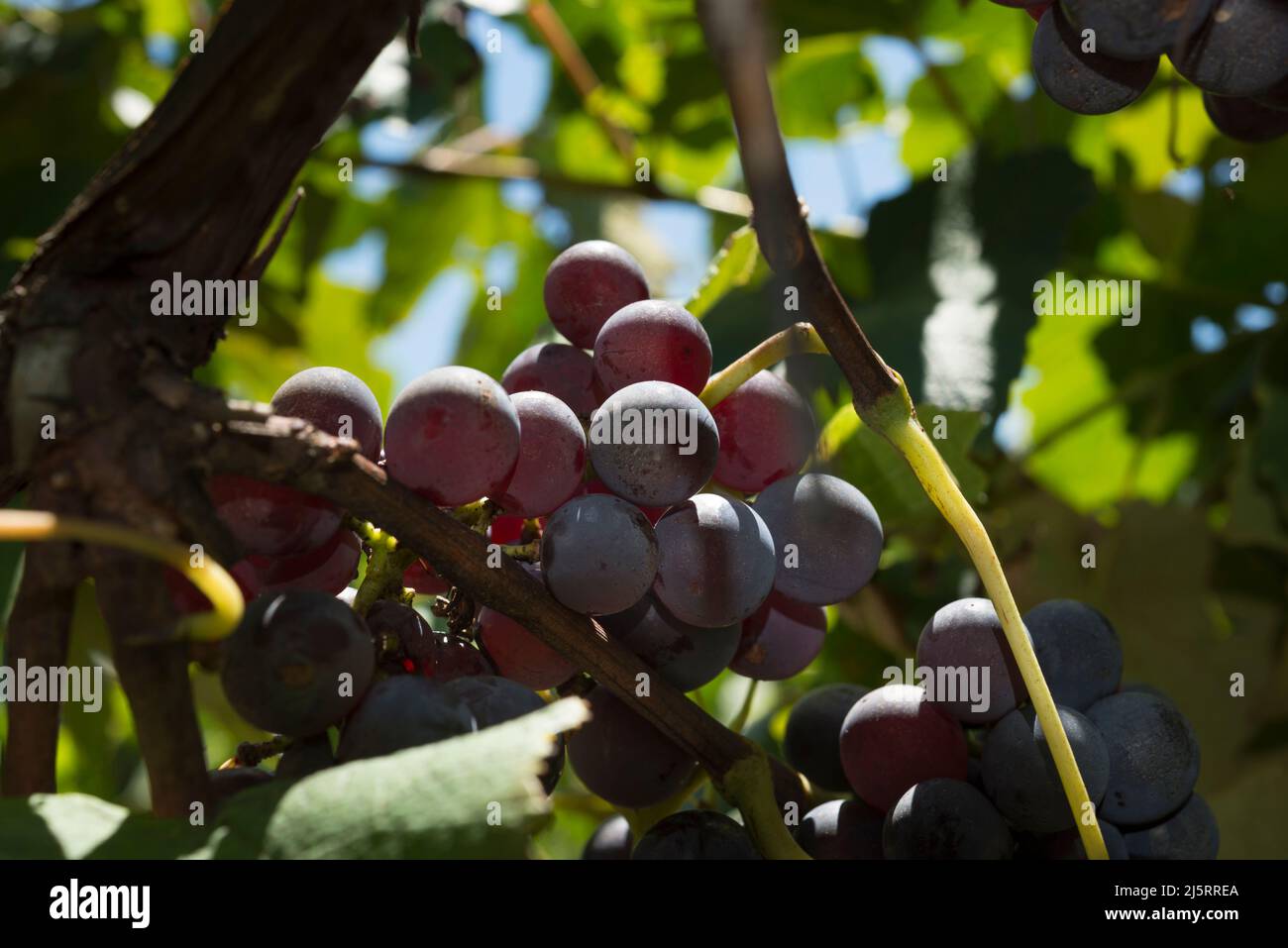 grape bunches in vineyard ready to be harvested Stock Photo - Alamy