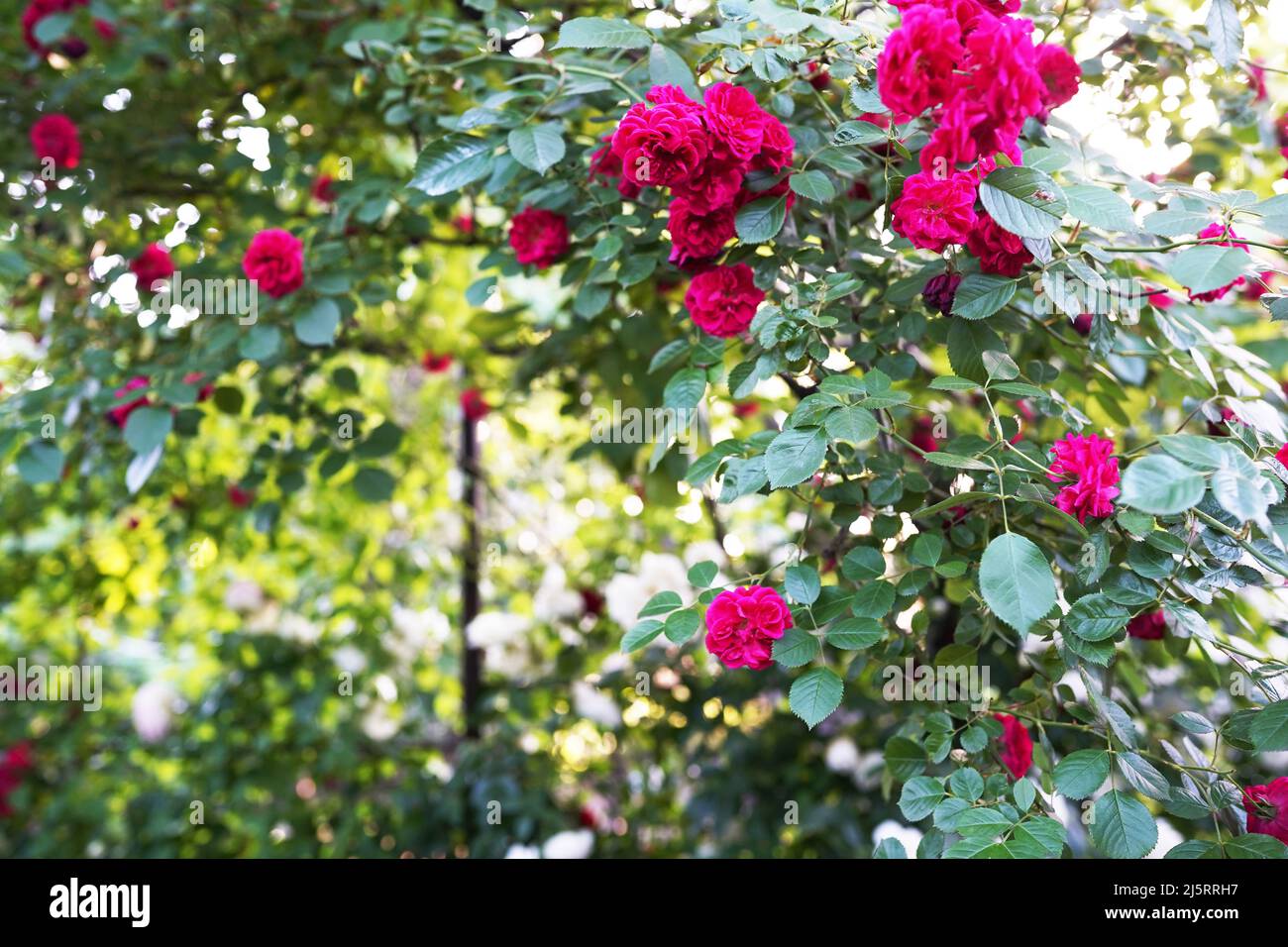 Beautiful red rose flowers grow together in a green bush. Rose garden ...