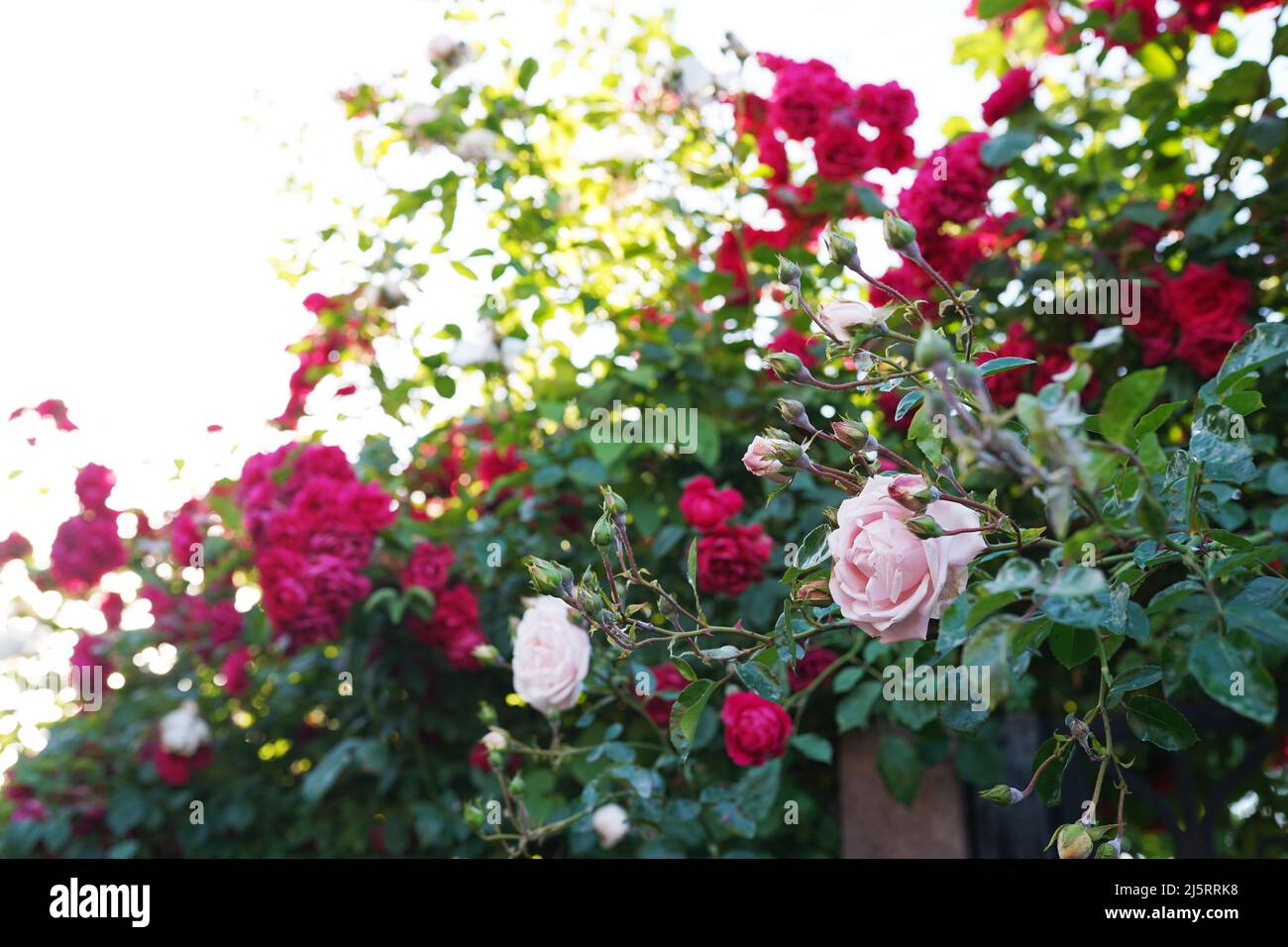 Beautiful white and red rose flowers grow together in a green bush ...